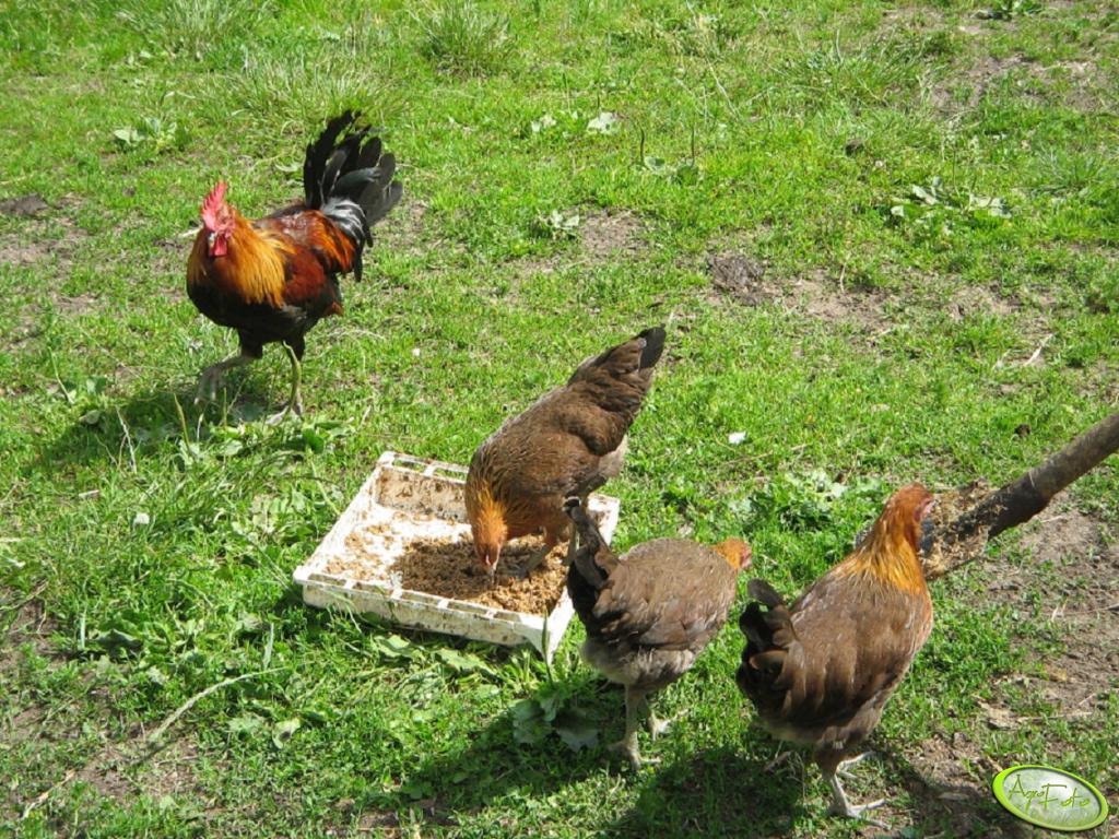 Kury - zdjęcie, fotka, foto numer 81436 - Galeria rolnicza agrofoto