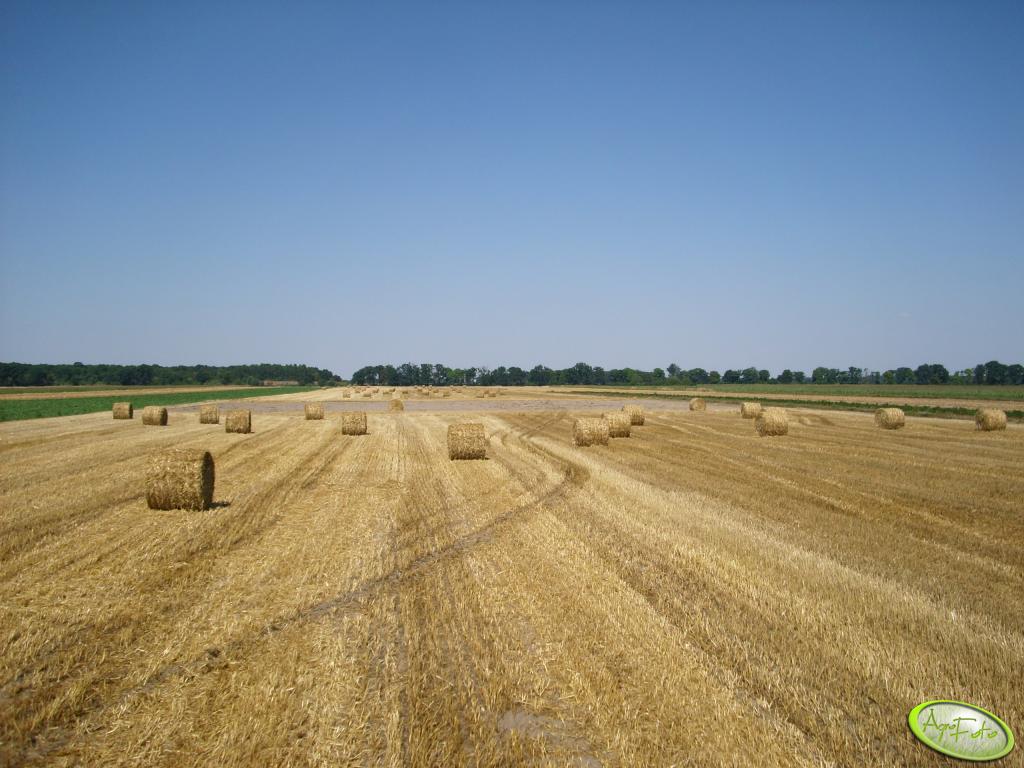 Belki słomy - zdjęcie, fotka, foto numer: 83317 - Galeria rolnicza agrofoto