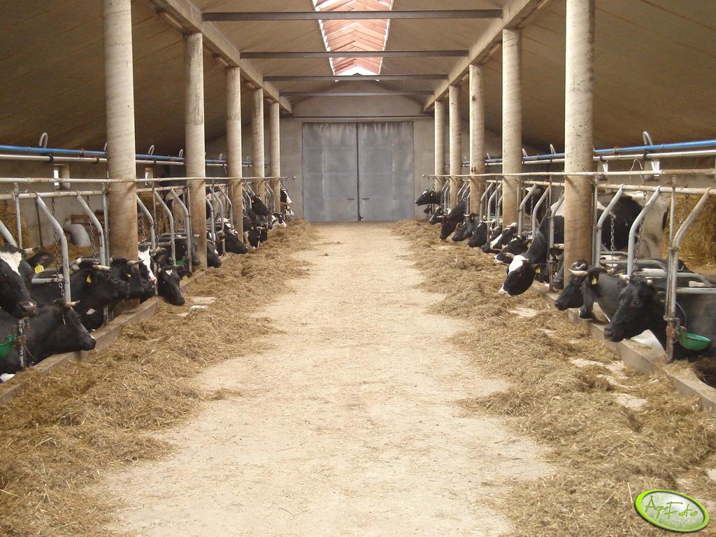 Obora - Obrazek, fotka, zdjecie, photo #122345 - Galeria rolnicza agrofoto