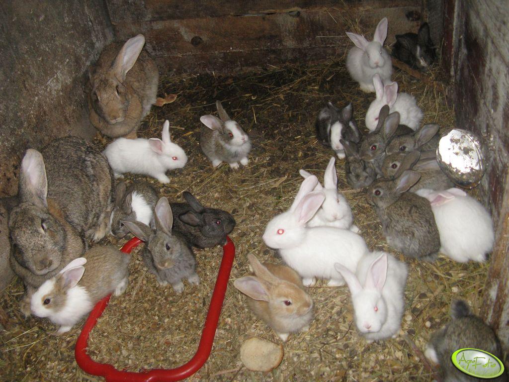 Króliki - zdjęcie, fotka, foto numer 123235 - Galeria rolnicza agrofoto