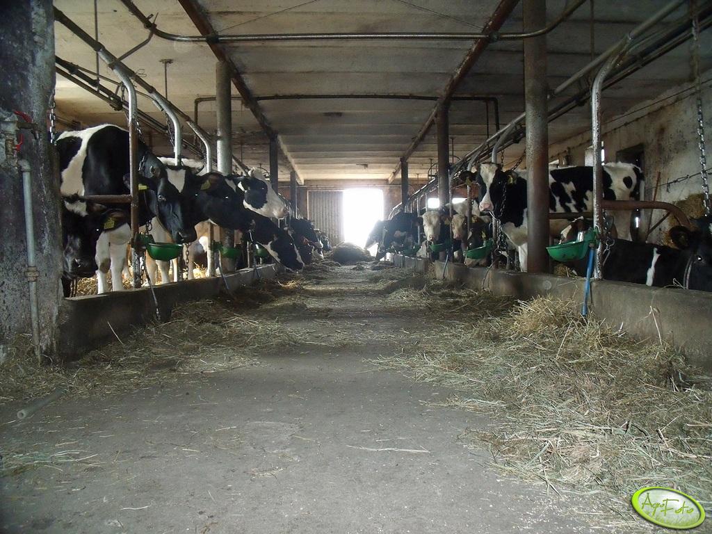 Obora - Obrazek, fotka, zdjecie, photo #133451 - Galeria rolnicza agrofoto