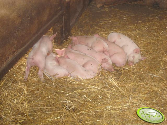 Tucznik - zdjęcie, fotka, foto numer 135329 - Galeria rolnicza agrofoto