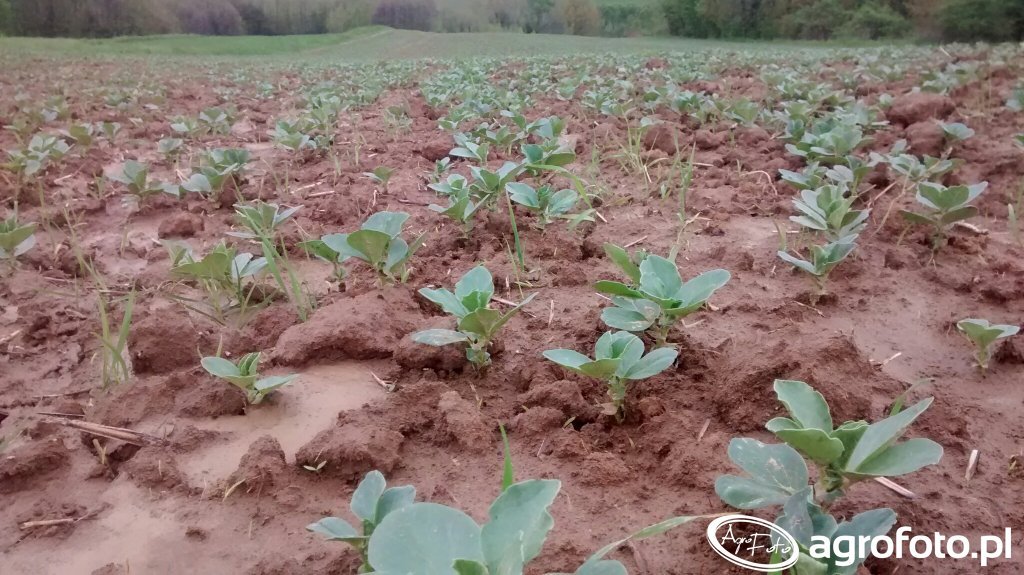 Bobik - zdjęcie, fotka, foto numer: 689925 - Galeria rolnicza agrofoto