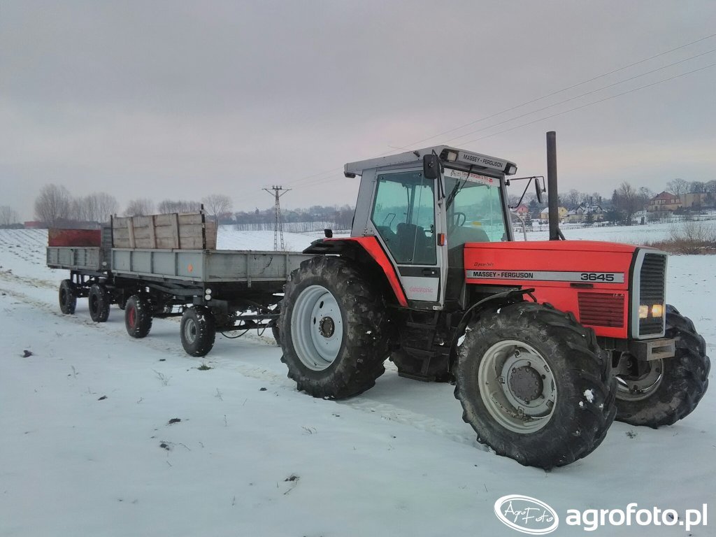 Obraz traktor MF 3645 #676264 - Galeria rolnicza agrofoto