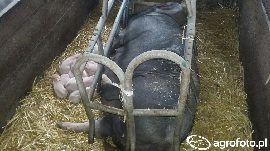 Maciora i prosięta - zdjęcie, fotka, foto numer 588800 - Galeria ...