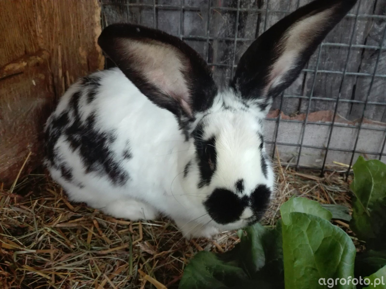 Samica - zdjęcie, fotka, foto numer 732414 - Galeria rolnicza agrofoto