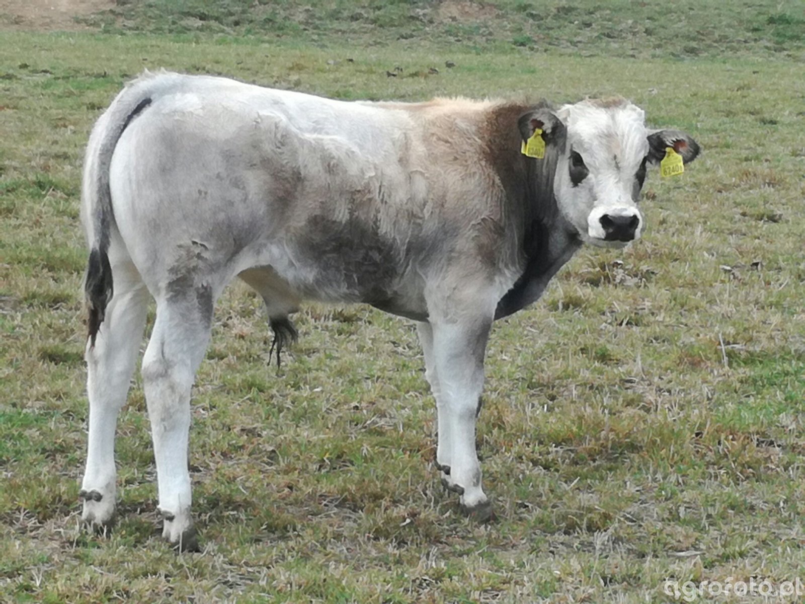 Cielak Piemontese - zdjęcie, fotka, foto numer 738980 - Galeria ...