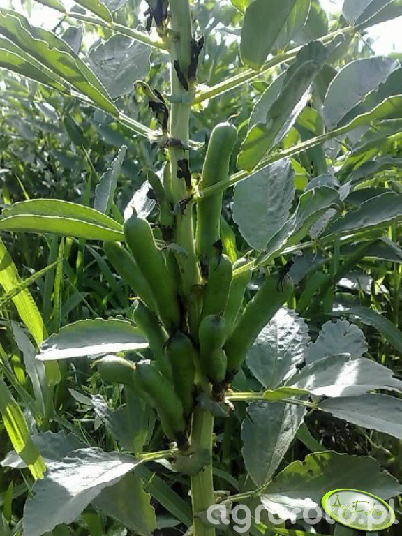 Bobik - zdjęcie, fotka, foto numer: 298496 - Galeria rolnicza agrofoto