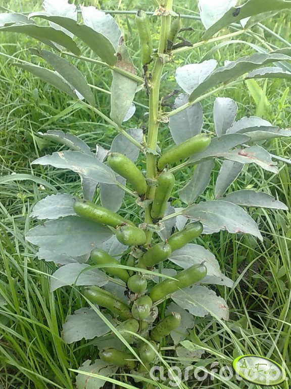 Bobik - zdjęcie, fotka, foto numer: 298733 - Galeria rolnicza agrofoto