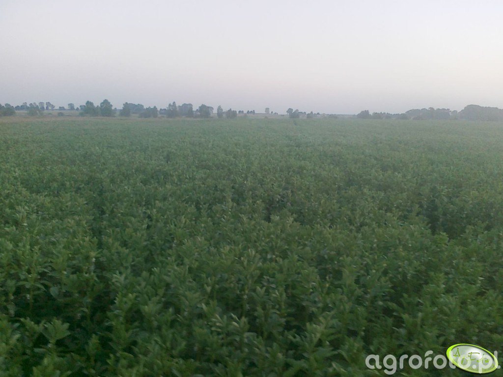 Bobik - Rośliny motylkowe - Agrofoto.pl Forum Rolnicze i Galeria Rolnicza