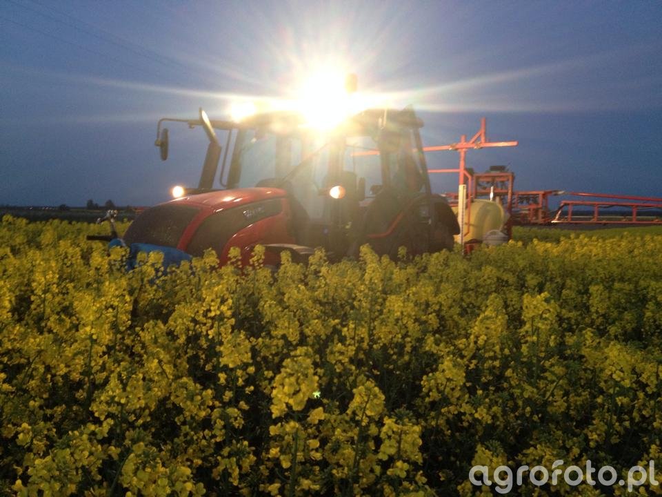 Visby F1 Zdj cie Fotka Foto Numer 500805 Galeria Rolnicza Agrofoto visby-f1-zdj-cie-fotka-foto-numer-500805-galeria-rolnicza-agrofoto