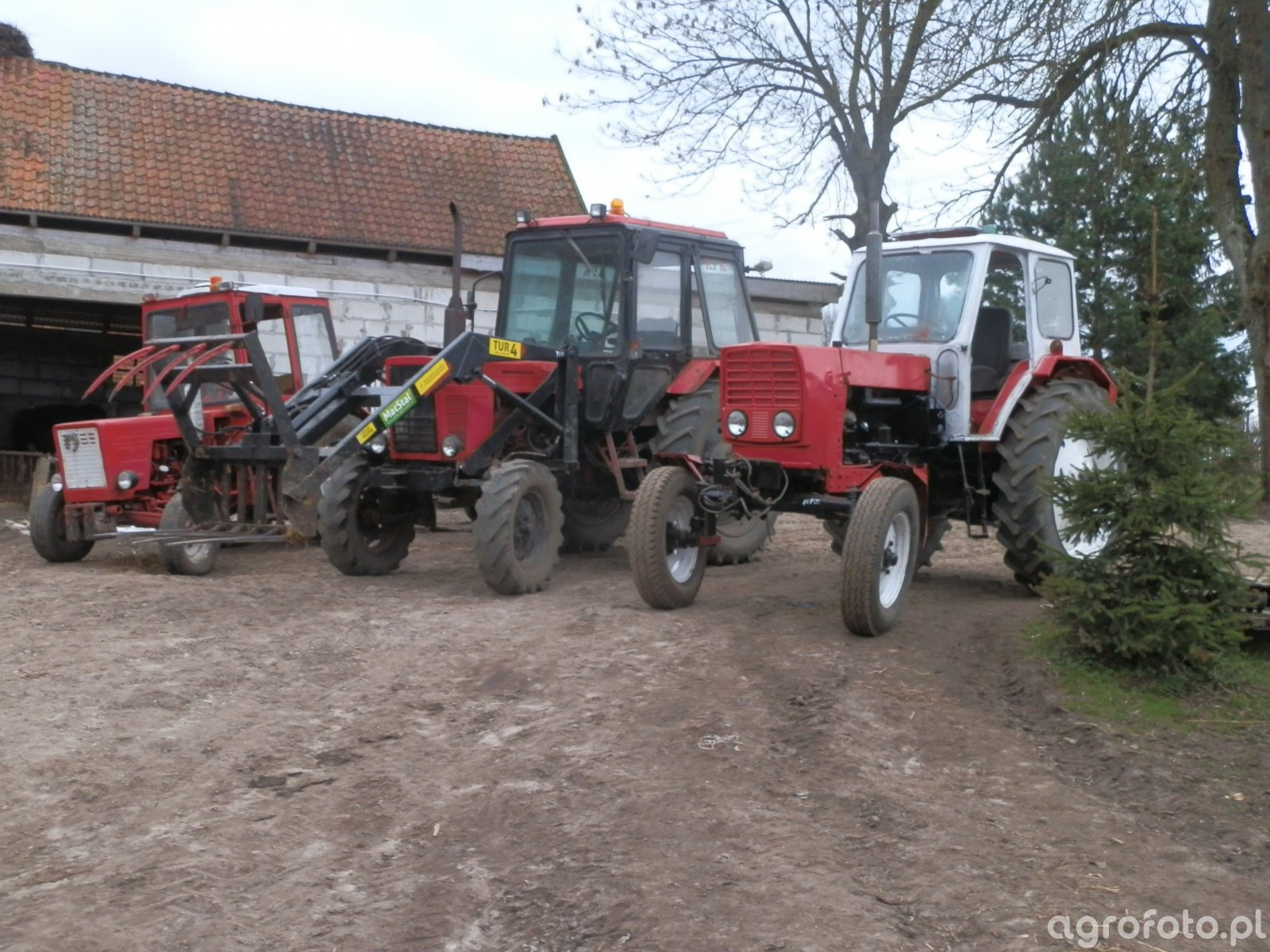 Obraz traktor MTZ 80 #495637 - Galeria rolnicza agrofoto