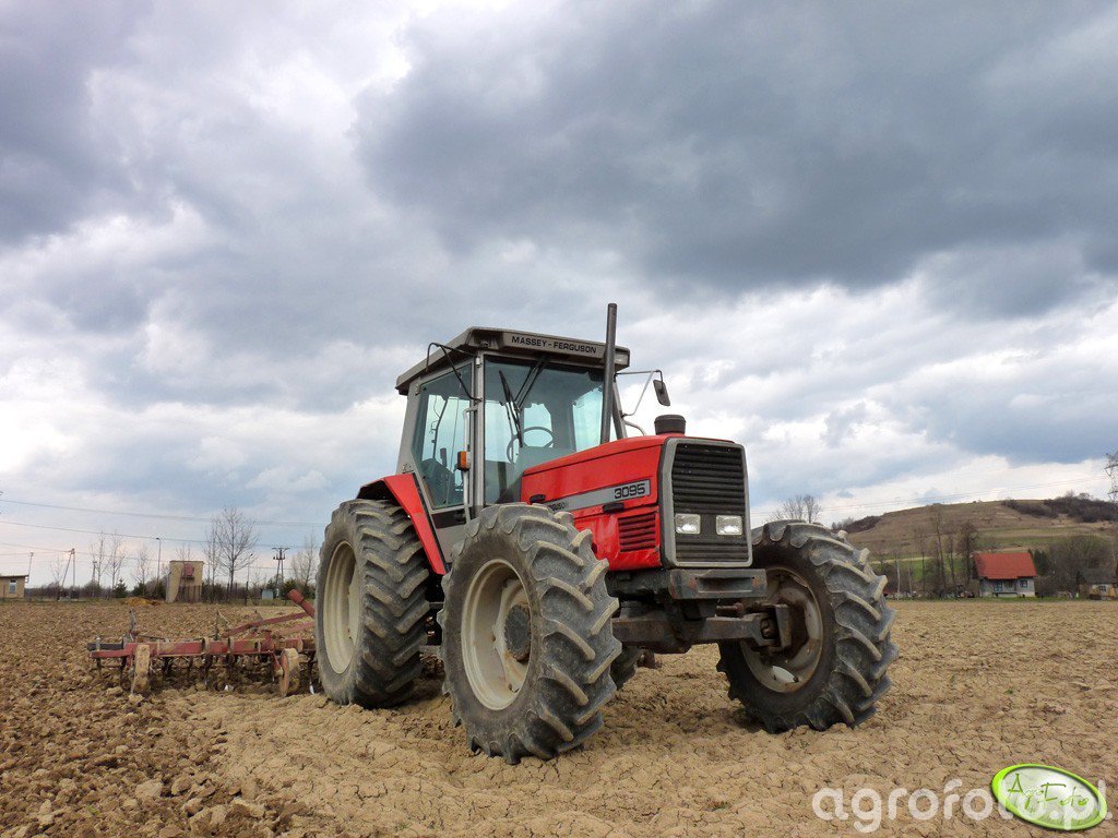 Fotografia Traktor MF 3095 225638 Galeria Rolnicza Agrofoto