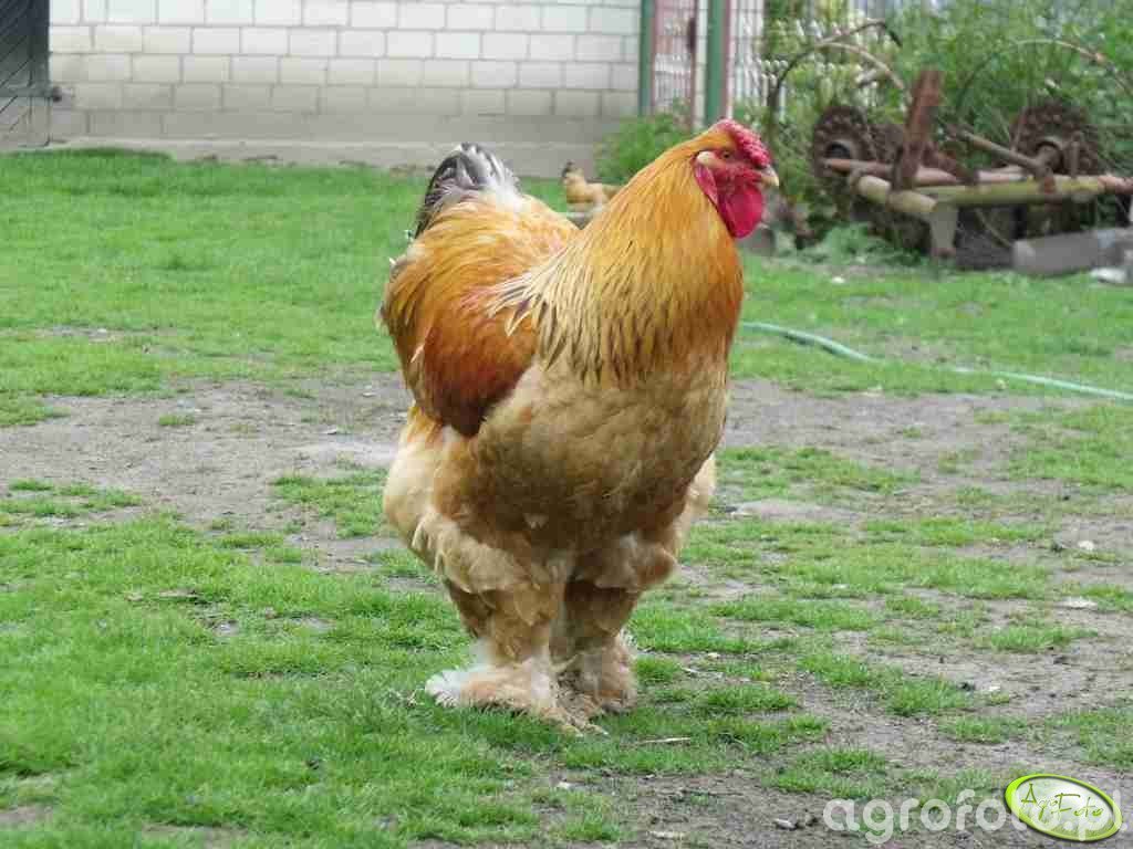 Kogut - zdjęcie, fotka, foto numer 225681 - Galeria rolnicza agrofoto