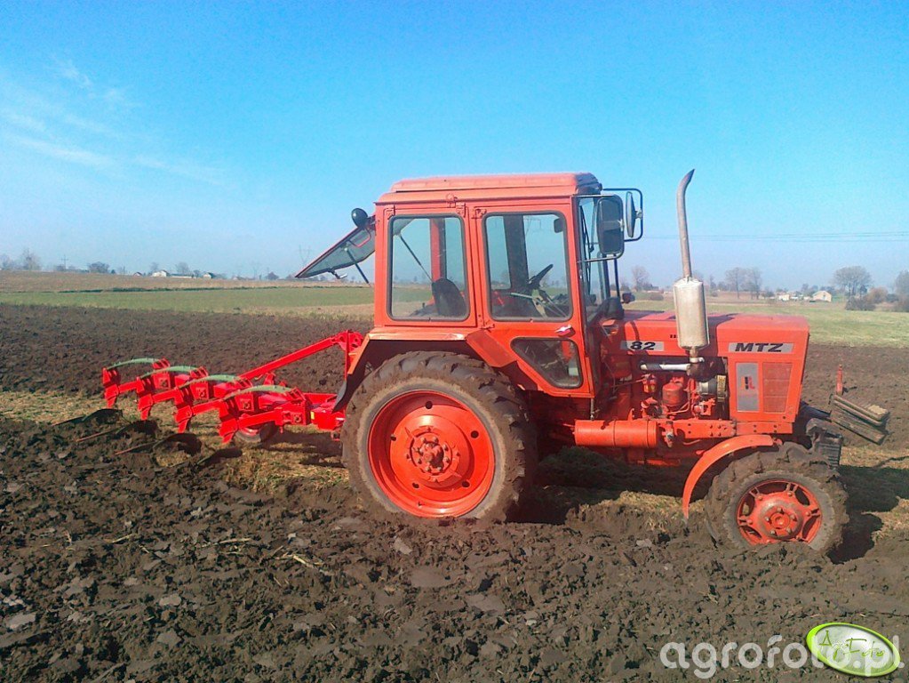 Foto traktor Mtz 82 #354898 - Galeria rolnicza agrofoto