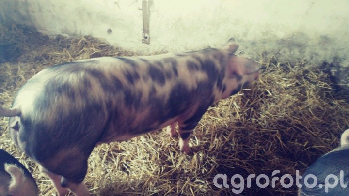 tucznik - Galeria rolnicza agrofoto