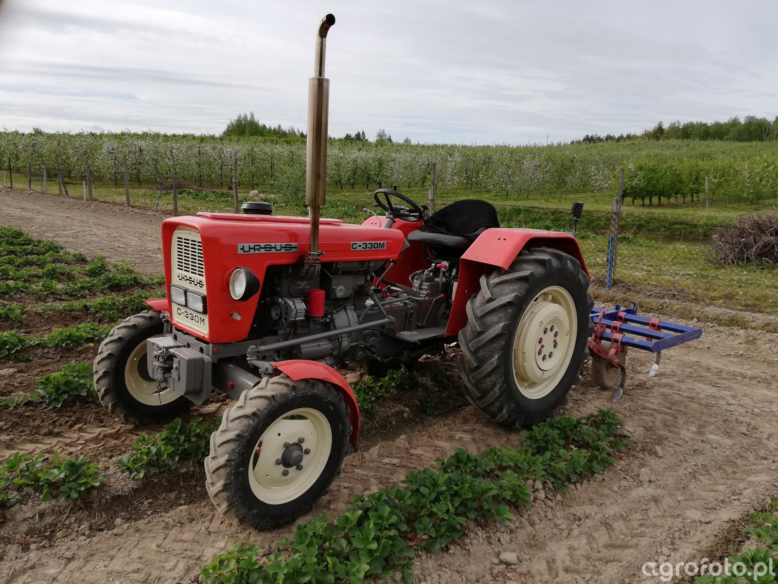 Obraz traktor Ursus C-330M #753774 - Galeria rolnicza agrofoto