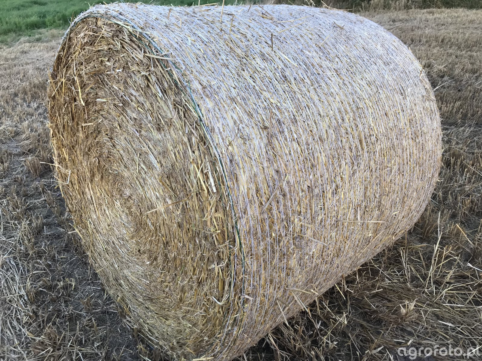 Bela słomy - zdjęcie, fotka, foto numer: 760534 - Galeria rolnicza agrofoto