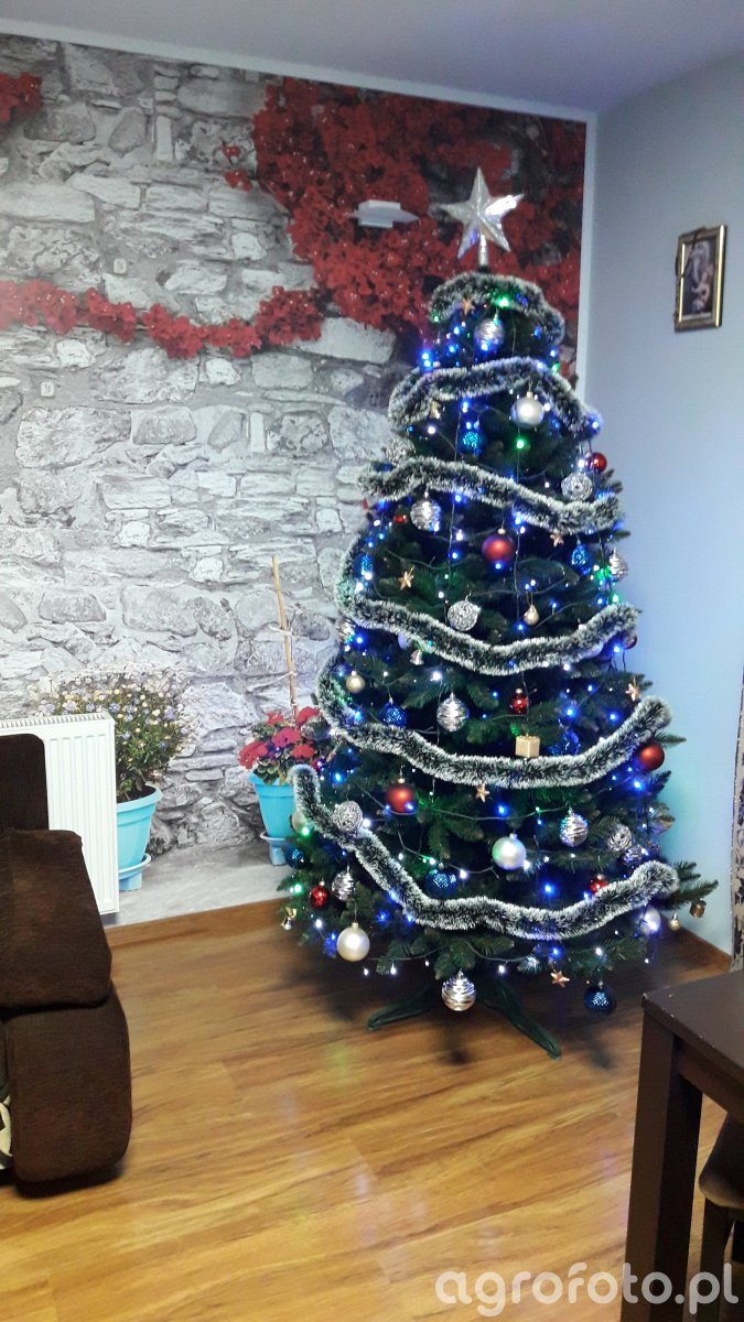 Choinka - Obrazek, fotka, zdjecie, photo #767752 - Galeria rolnicza ...