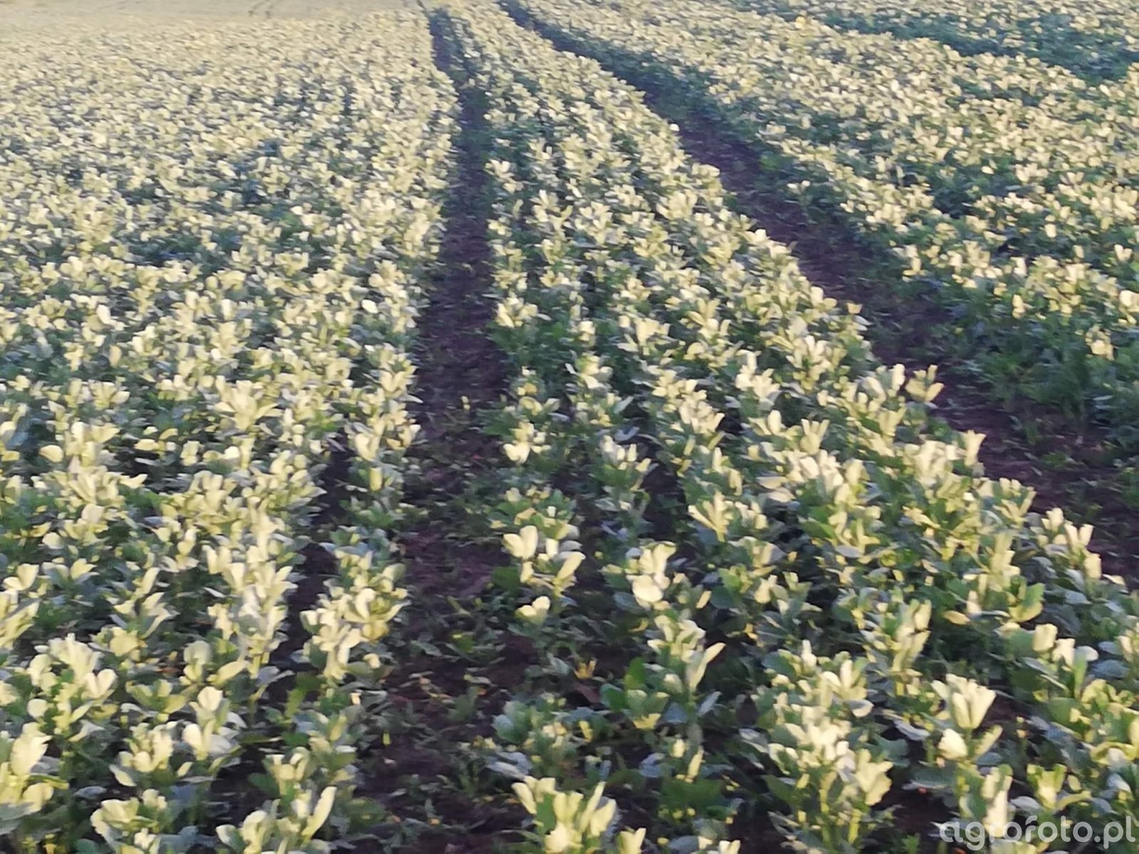 bobik - zdjęcie, fotka, foto numer: 815671 - Galeria rolnicza agrofoto