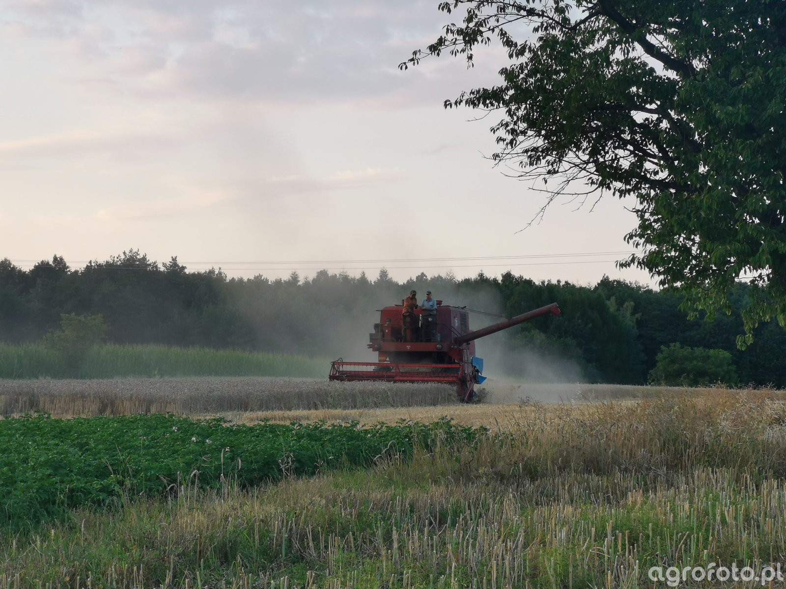 Bizon - Obrazek, fotka, zdjecie, photo #818302 - Galeria rolnicza agrofoto