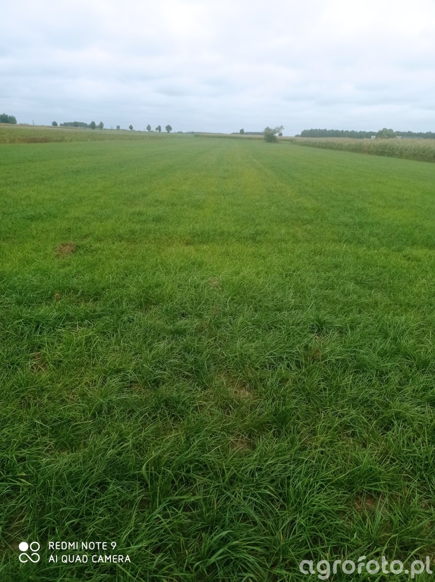 Barenbrug BG-7 - zdjęcie, fotka, foto numer: 819815 - Galeria rolnicza ...