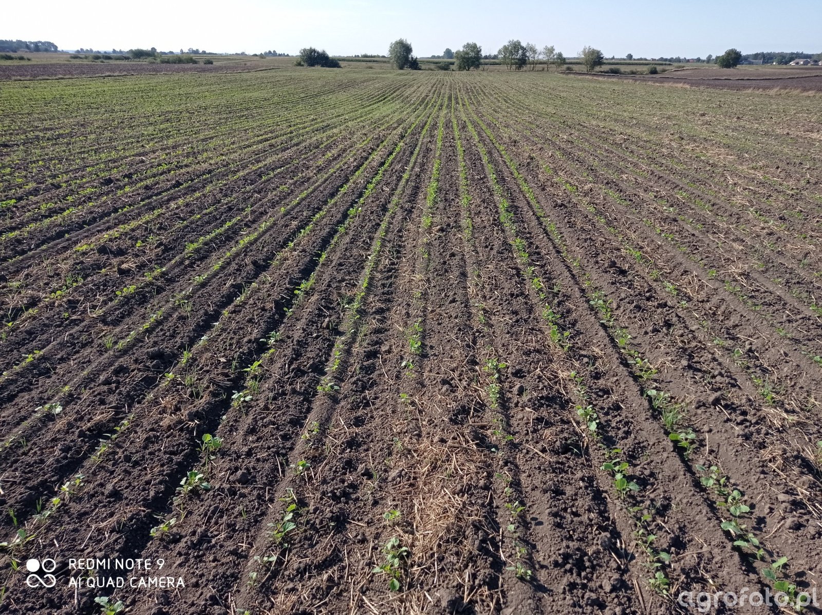 Jurek - zdjęcie, fotka, foto numer: 819376 - Galeria rolnicza agrofoto