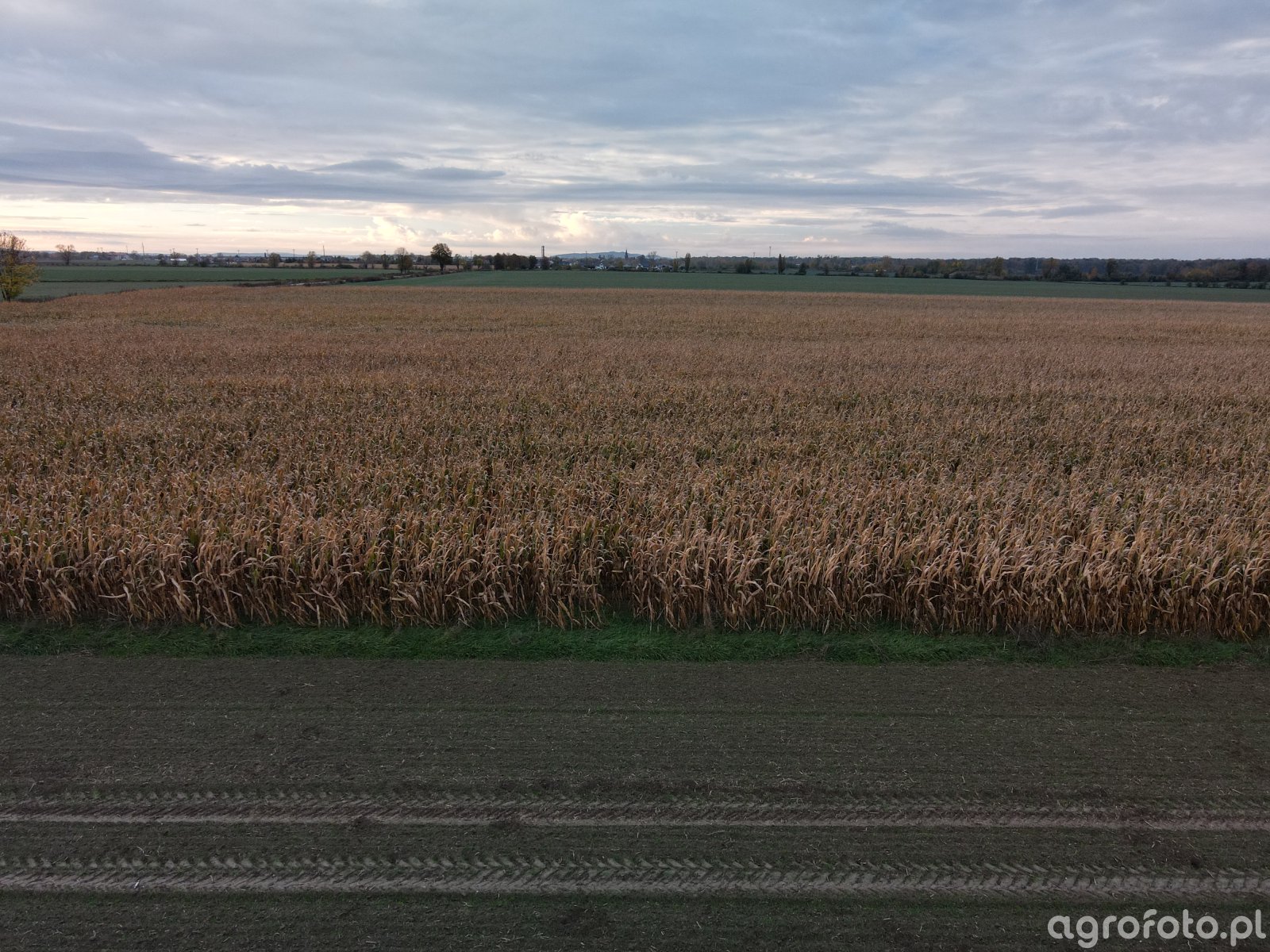 Kukurydza Z Drona 22102022 Zdjęcie Fotka Foto Numer 820935 Galeria Rolnicza Agrofoto