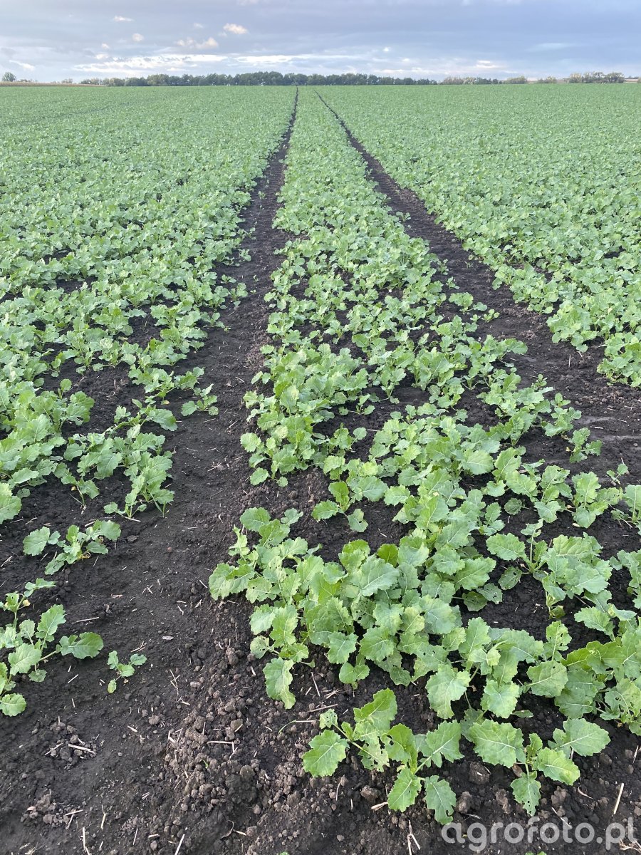 Rzepak Derrick po regulacji - zdjęcie, fotka, foto numer: 820580 ...