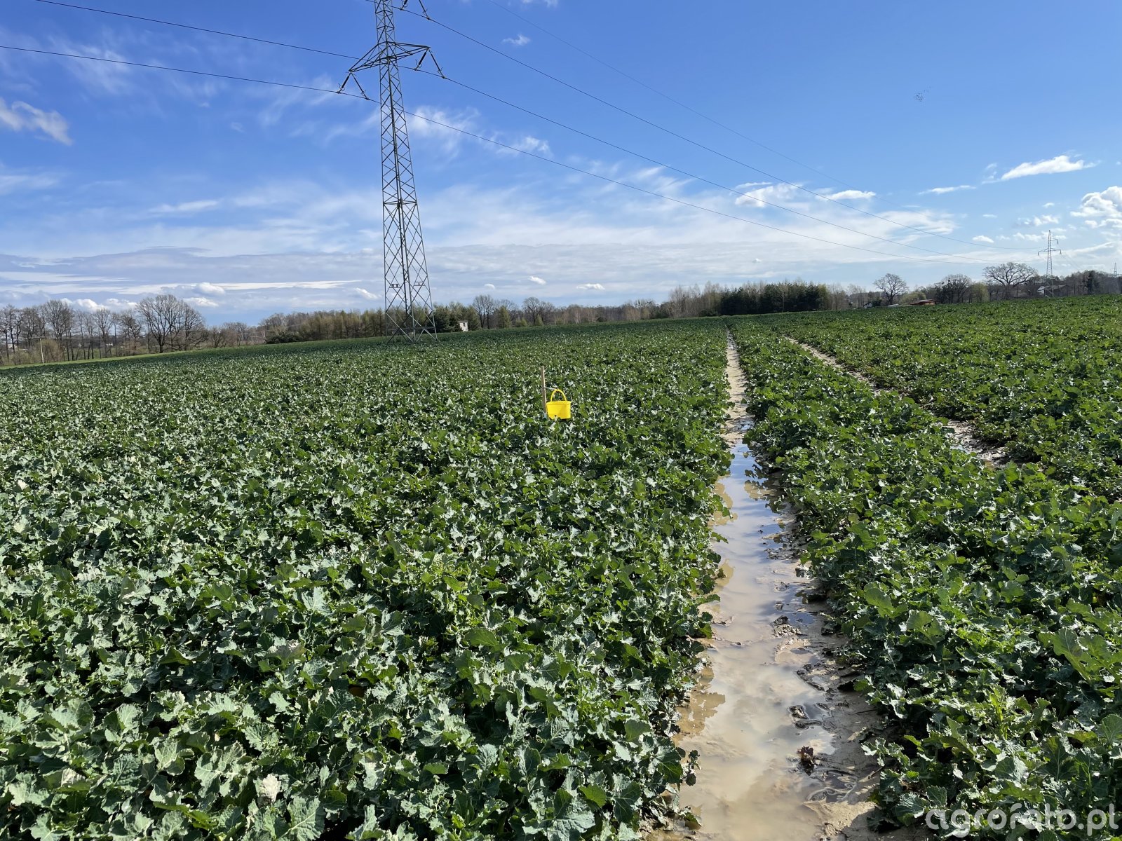 Crocant - zdjęcie, fotka, foto numer: 825707 - Galeria rolnicza agrofoto