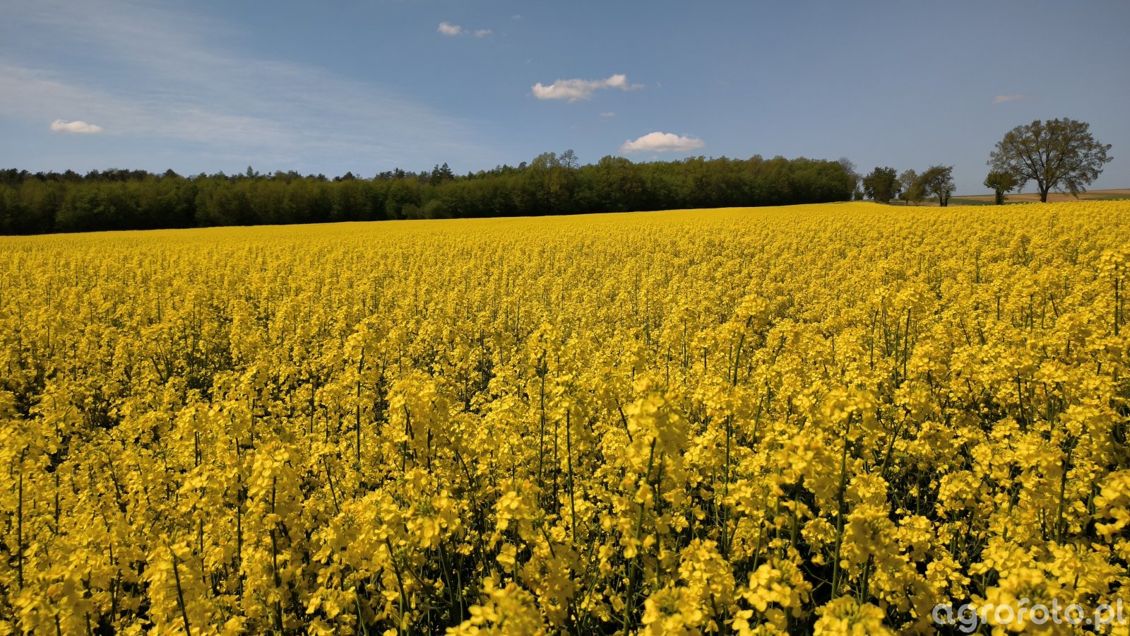 Rzepak - zdjęcie, fotka, foto numer: 840206 - Galeria rolnicza agrofoto